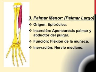 ANATOMÍA DEL MIEMBRO SUPERIOR | PPTX