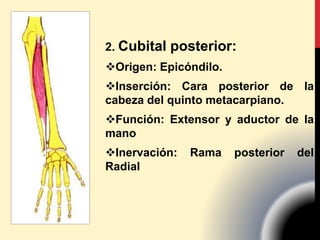 ANATOMÍA DEL MIEMBRO SUPERIOR | PPTX