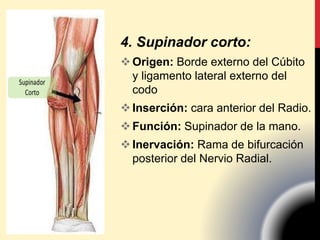 ANATOMÍA DEL MIEMBRO SUPERIOR | PPTX