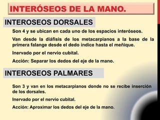 ANATOMÍA DEL MIEMBRO SUPERIOR | PPTX