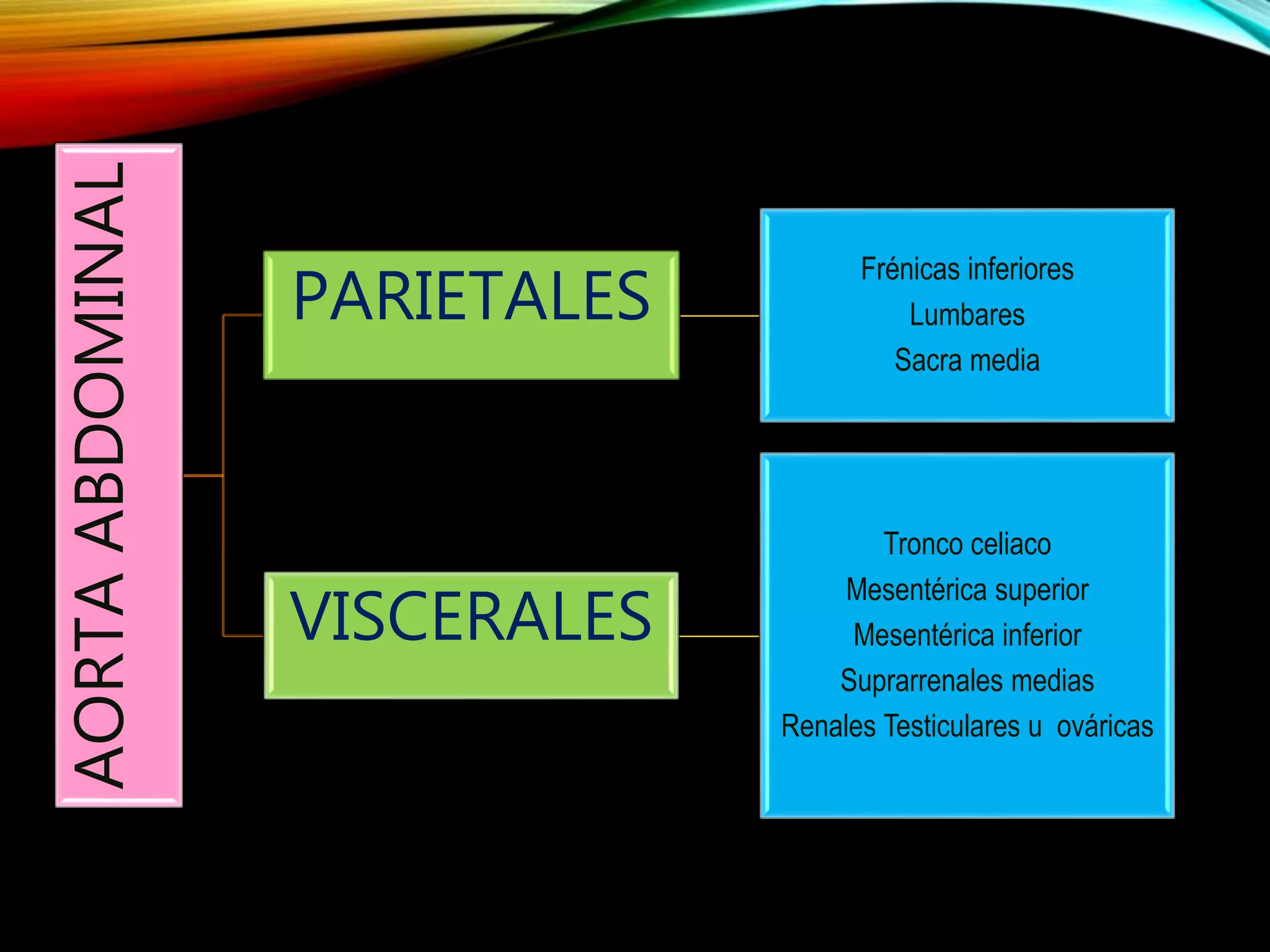 Aorta abdominal y sus ramas