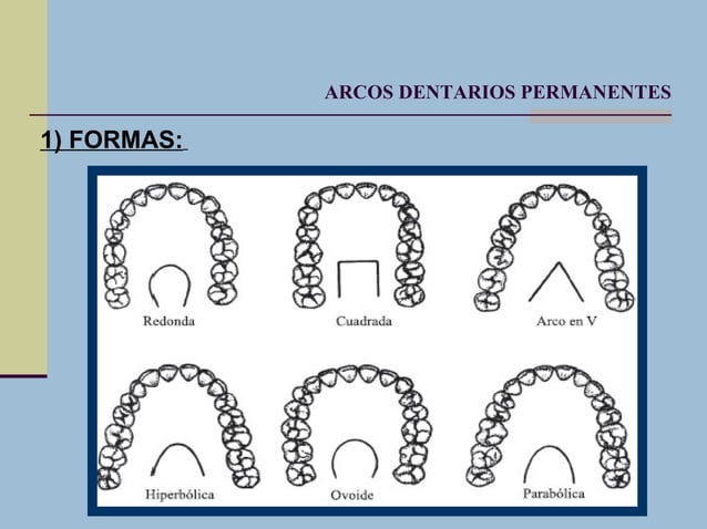 Anato arcos hasta relac interprox