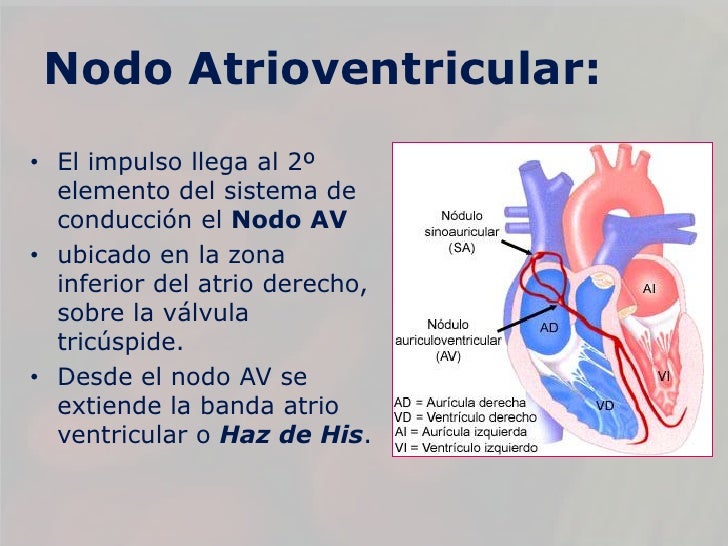 Anato cardiaco power