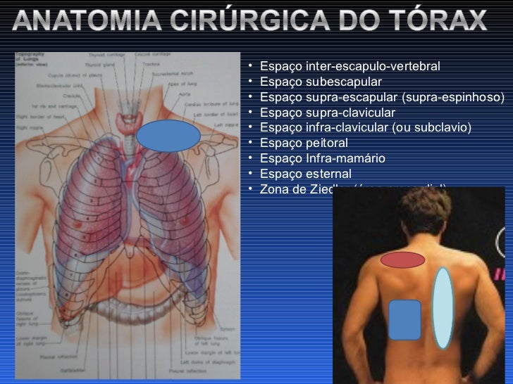 Anato cirurg tórax parte I