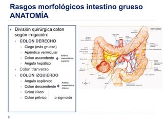 Anato de colon y recto.pdf