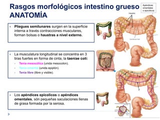 Anato de colon y recto.pdf