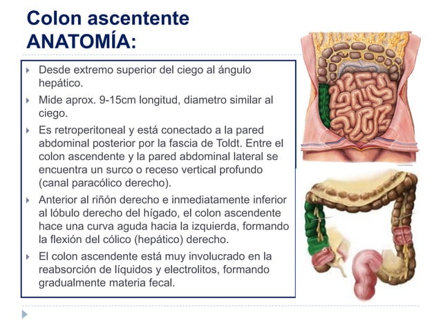 Anato de colon y recto.pdf