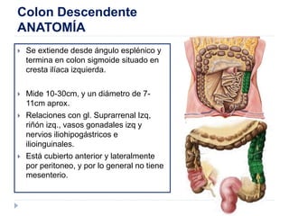 Anato de colon y recto.pdf