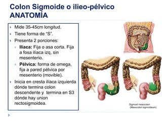 Anato de colon y recto.pdf