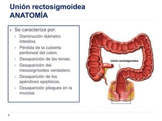Anato de colon y recto.pdf