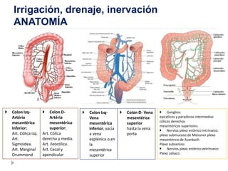 Anato de colon y recto.pdf
