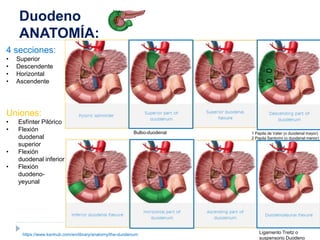 Anato de colon y recto.pdf
