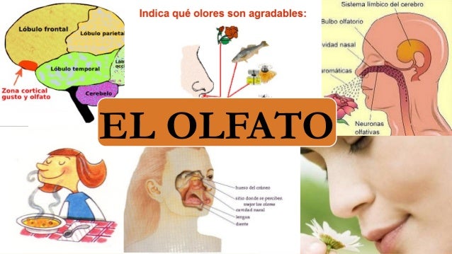 SENTIDO DEL OLFATO