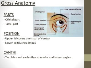 Anat of eyelid | PPTX