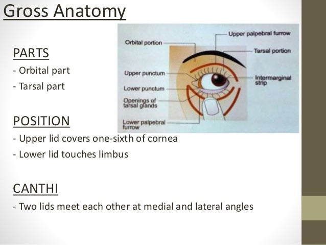 Anat of eyelid