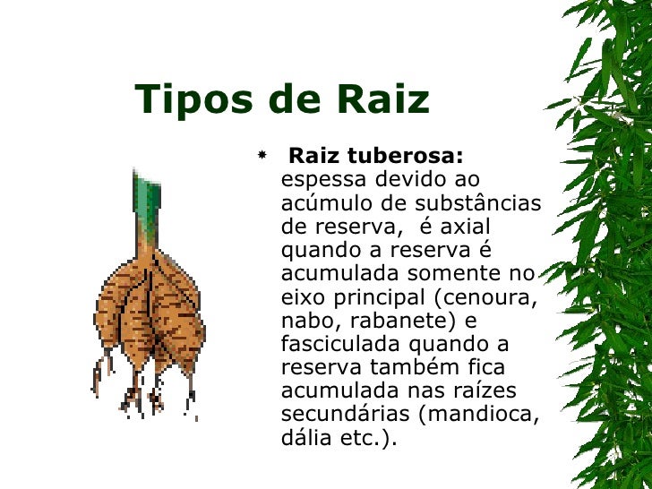 Anatofisiologia vegetal