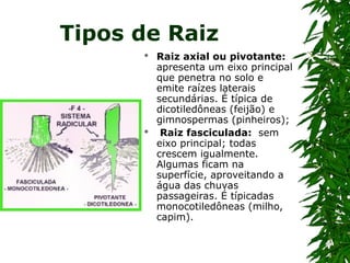 aula de morfologia ANATOFISIOLOGIA_VEGETAL.ppt