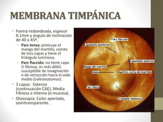 Anatomía De La Membrana Timpánica