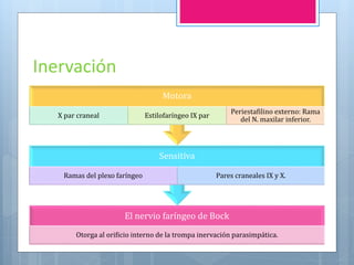 anatomia semiologia fisiologia de la faringe | PPTX