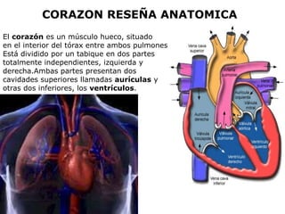 ANATOFSL CARDIACA.ppt