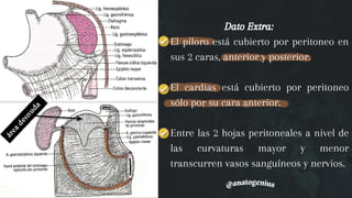 Anatogenius - Anatomía del estómago, irrigación, etc | PDF