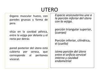 Anatomia del aparato Reproductor femenino | PPT