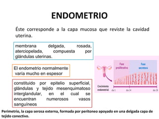 Anatomia del aparato Reproductor femenino | PPT