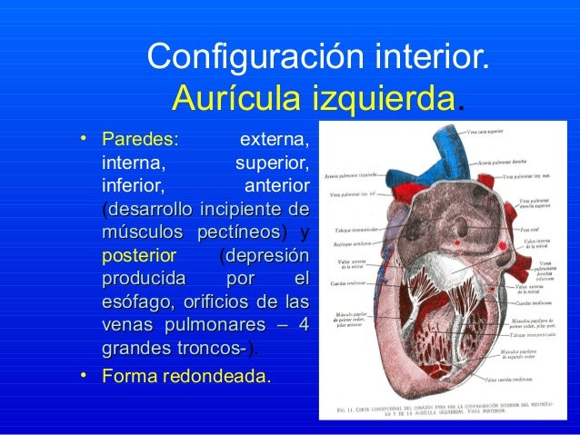 Venas pulmonares auricula izquierda - lomiprogram