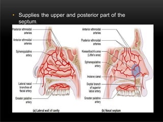 ANATOMICAL DETAILS OF THE ETHMOID BONE.pptx