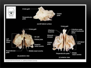 ANATOMICAL DETAILS OF THE ETHMOID BONE.pptx