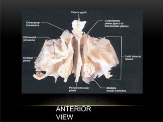 ANATOMICAL DETAILS OF THE ETHMOID BONE.pptx