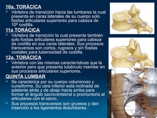 ANATO I Clase 8-11 Columna.pptx interpretación | PPTX