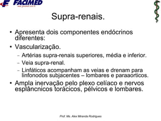 Anatomia Endocrino | PPT