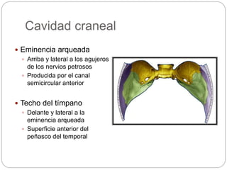 Anatomia de Cráneo | PPT