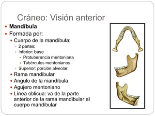 Anatomia de Cráneo | PPT