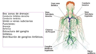 Anatom-a y fisiolog-a del sistema linf-tico (2) (1).docx