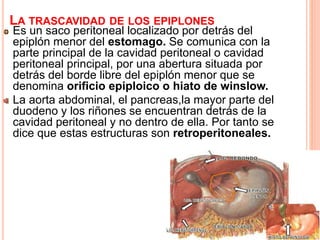 Anatomía del aparato digestivo | PPTX