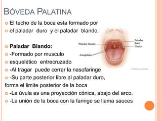 Anatomía del aparato digestivo | PPTX