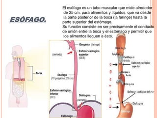 Anatomía del aparato digestivo | PPTX