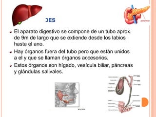 Anatomía del aparato digestivo | PPTX