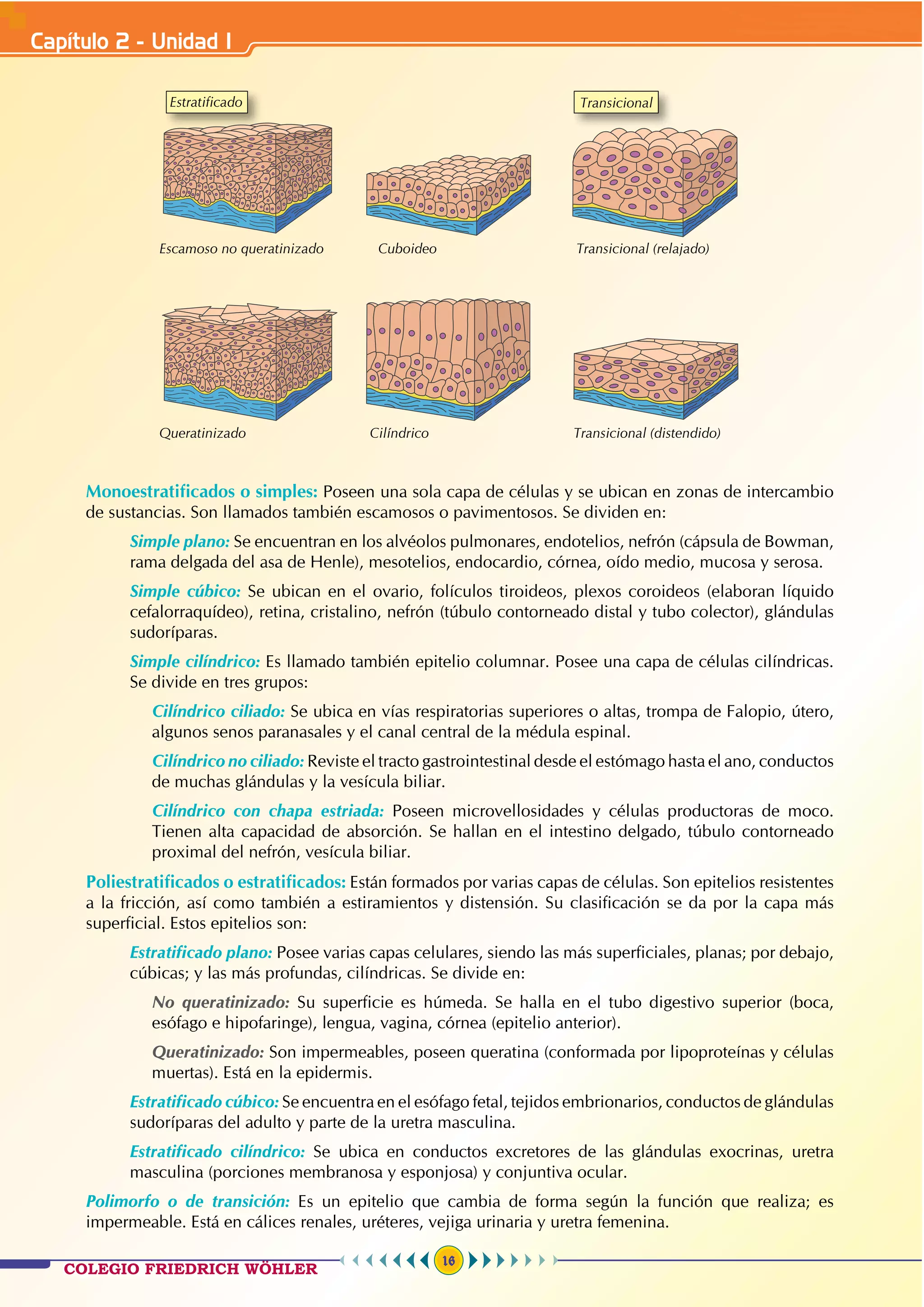 Anatomía 2 - Teoría Wohler | PDF