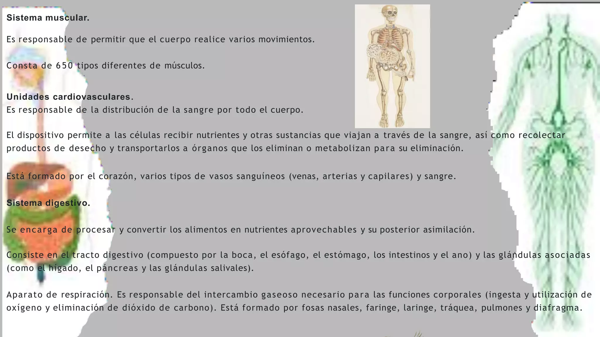 Anatomía humana | PPTX | Brain and Nervous System Disorders | Diseases ...