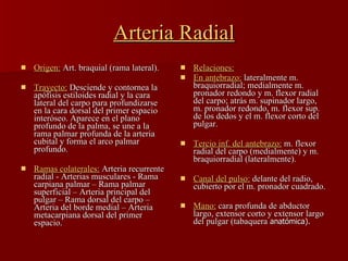 Anatomía: Arterias radial, cubital y arco palmar | PPT