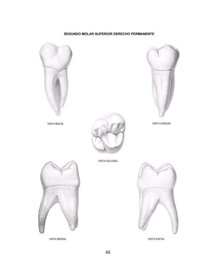 Anatomía dental