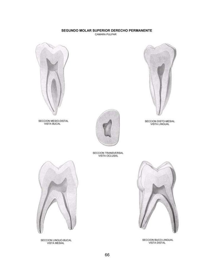 Anatomía dental