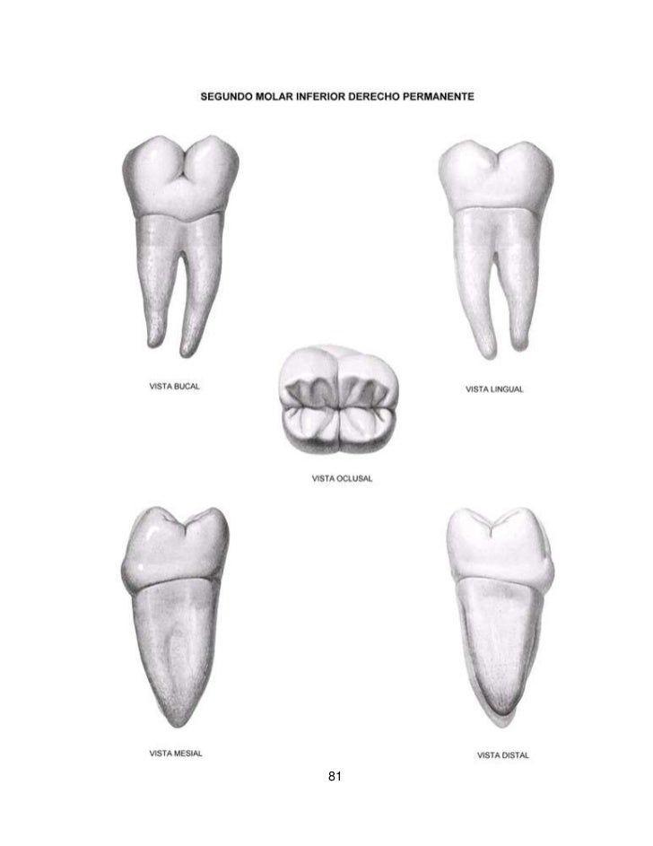 Anatomía dental