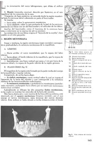 Anatomía - BOUCHET.pdf