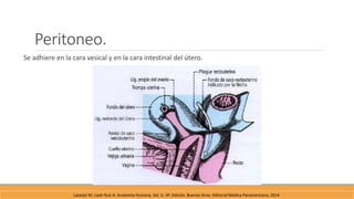 Anatomía de-aparato-reproductor-femenino | PPTX