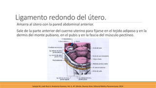 Anatomía de-aparato-reproductor-femenino | PPTX