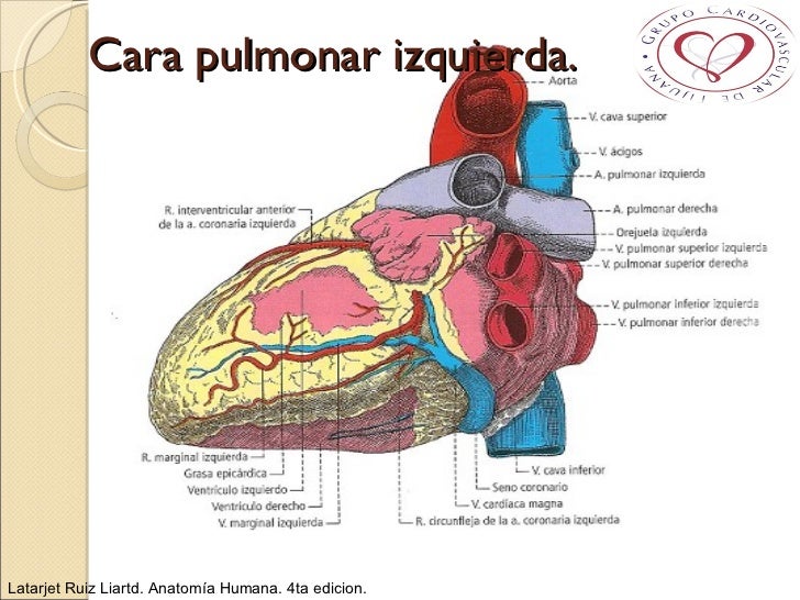 Anatomía Aplicada de Corazón